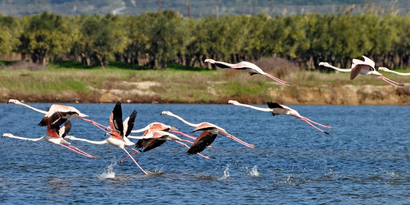 Λιμνοθάλασσα Γιάλοβας | messinia.mobi